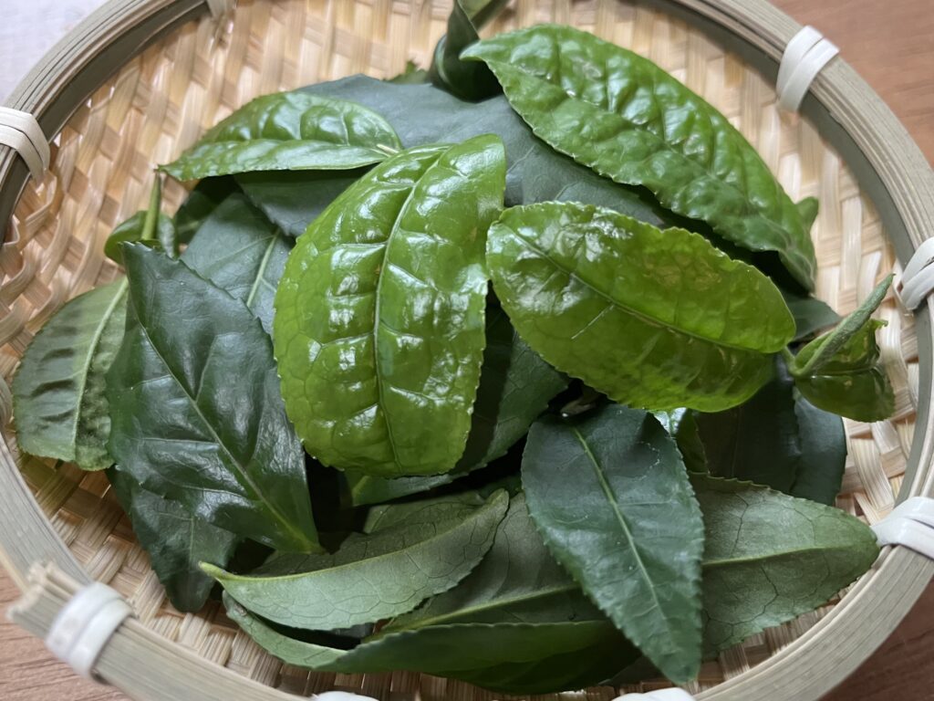 Tocho-cha, tea grown in the Tokyo Metropolitan Government Building - Teplo